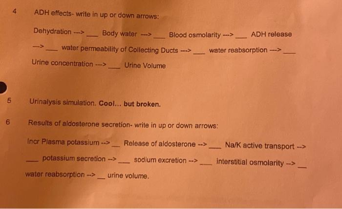 Solved 4 ADH effects-write in up or down arrows: Dehydration | Chegg.com