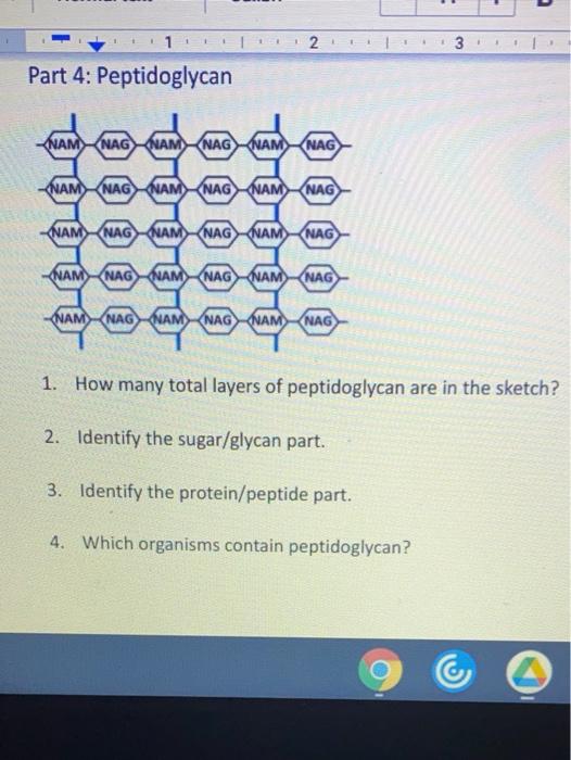 Solved 2. 3 Part 4: Peptidoglycan NAM NAGNAM NAG NAM NAG NAM | Chegg.com