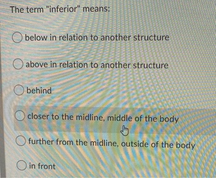 Solved The term "inferior" means: below in relation to | Chegg.com