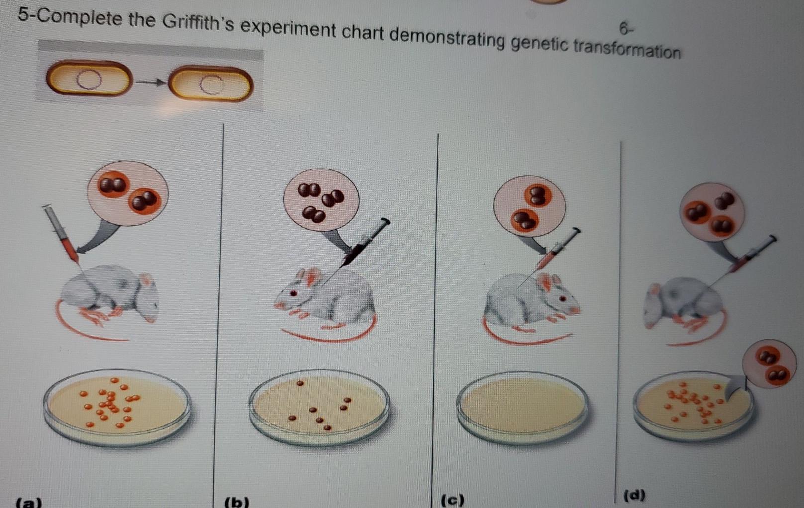 Solved 6- 5-Complete the Griffith's experiment chart | Chegg.com