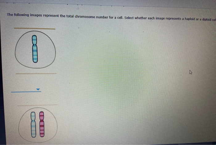 Solved The following images represent the total chromosome | Chegg.com
