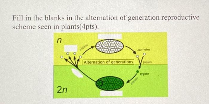 Solved Fill in the blanks in the alternation of generation | Chegg.com