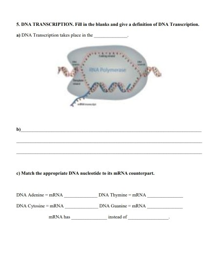 Solved 4. PROTEIN SYNTHESIS. Fill in the blanks and give | Chegg.com