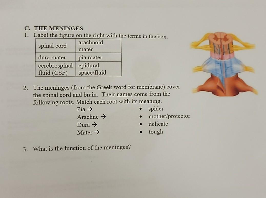Solved C. THE MENINGES 1. Label the figure on the right with | Chegg.com