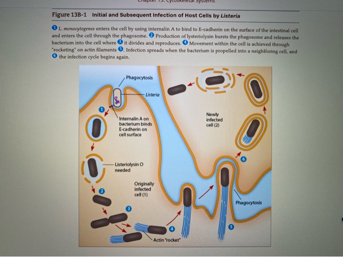 Solved As described in Fig 13B-1, Listeria monocytogenes | Chegg.com