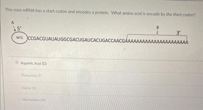 Solved This mini mRNA has a start codon and encodes a | Chegg.com