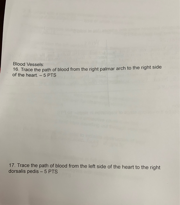 Solved Blood Vessels: 16. Trace the path of blood from the | Chegg.com