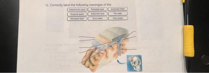Solved 13. Correctly label the following meninges of the | Chegg.com