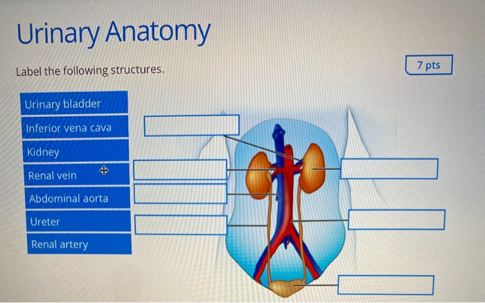 Solved Urinary Anatomy 7 pts Label the following structures. | Chegg.com