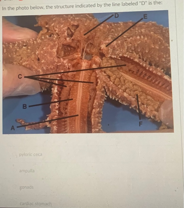 Solved In the photo below, the structure indicated by the | Chegg.com