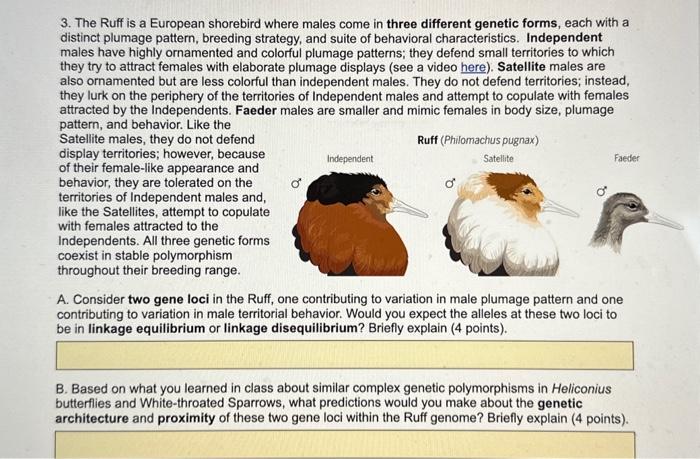 Solved 3. The Ruff is a European shorebird where males come | Chegg.com