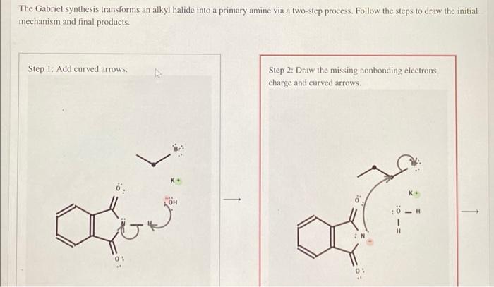 Solved The Gabriel synthesis transforms an alkyl halide into | Chegg.com