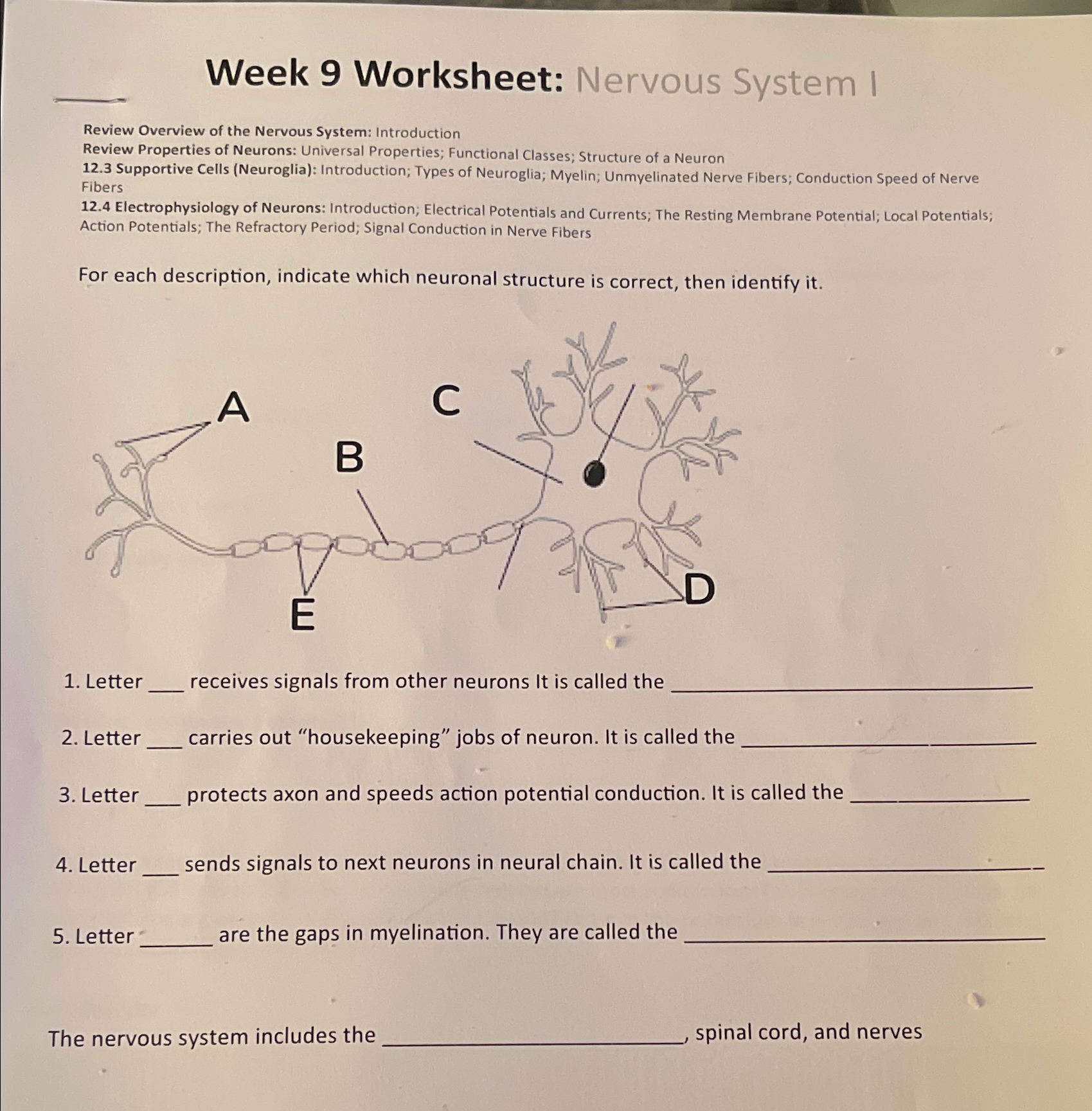 Solved Week 9 ﻿Worksheet: Nervous System IReview Overview of | Chegg.com