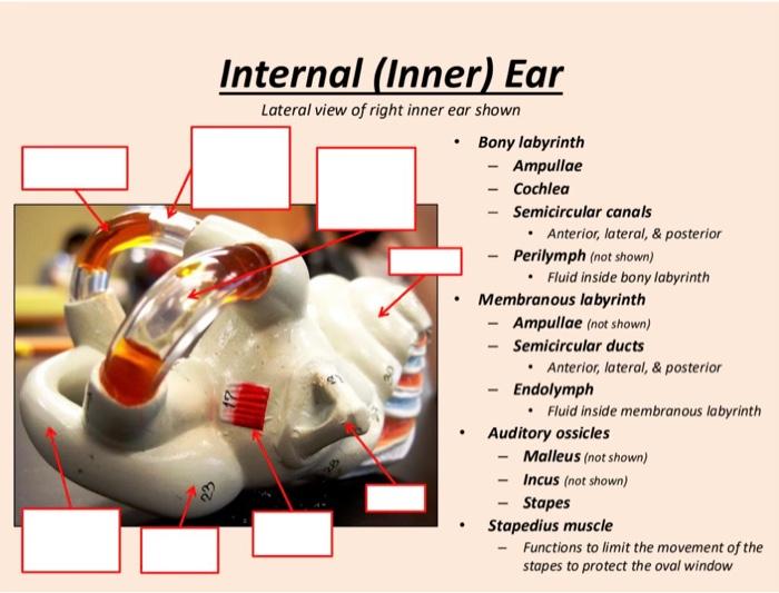 Solved Internal (Inner) Ear Lateral view of right inner ear | Chegg.com