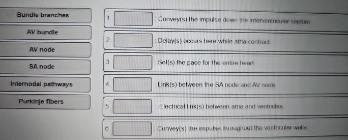 Solved Bundle branchesAV bundleAV nodeSA nodeInternodal | Chegg.com
