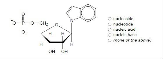 Solved Classify each molecule: nucleoside nucleotide | Chegg.com