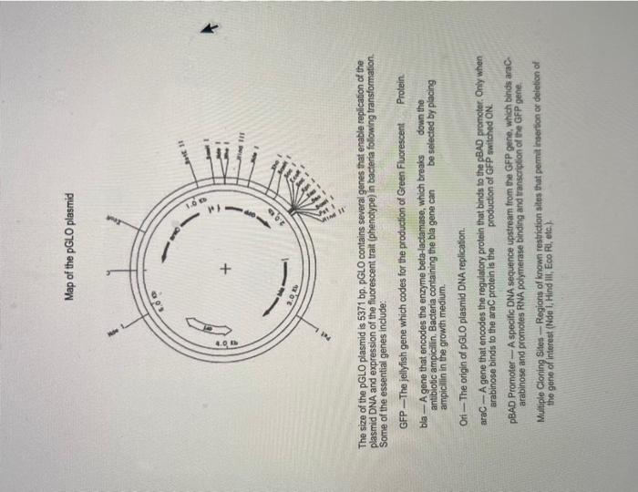 The size of the pGLO plasmid is 5371 bp. pGLO | Chegg.com