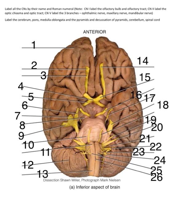 Cranial Nerves Labeled Diagram