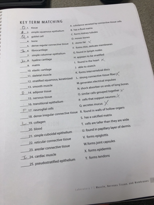 Solved UUUUUUU KEY TERM MATCHING 1 tissue 2. simple squamous | Chegg.com | Chegg.com