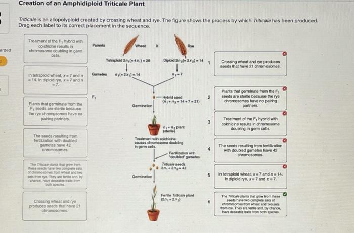 Solved Creation of an Amphidiploid Triticale Plant Triticale | Chegg.com