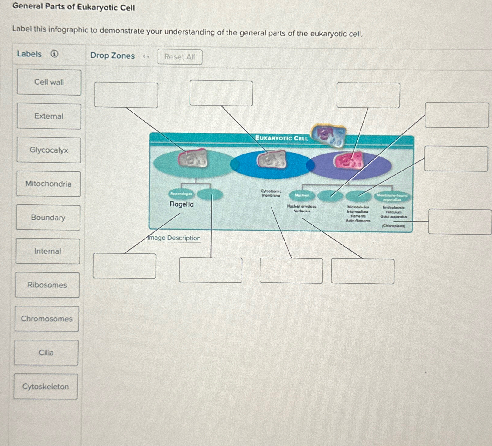 Solved General Parts of Eukaryotic Cell | Chegg.com