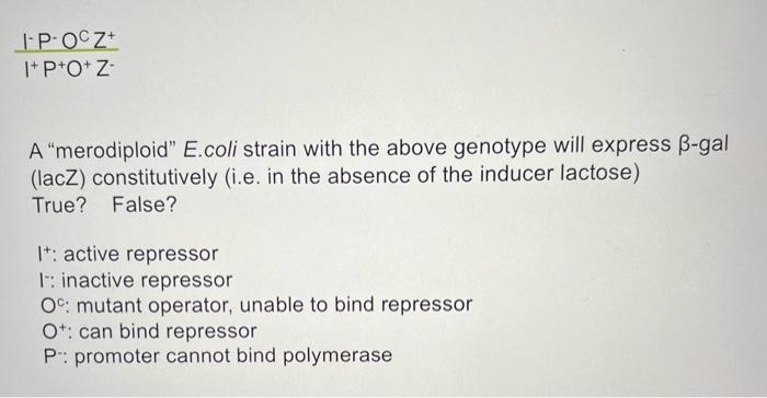 Solved 1+P+O+Z−1−P−OCZ+ A "merodiploid" E.coli strain with | Chegg.com