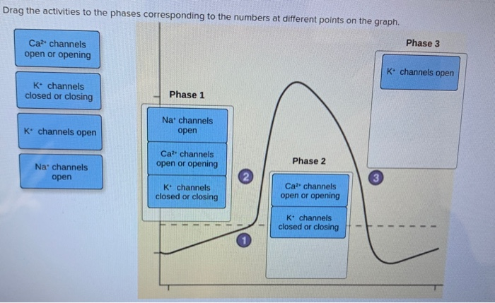 Solved Drag the activities to the phases corresponding to | Chegg.com