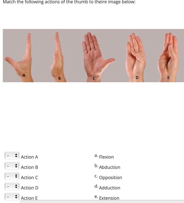 Solved Match the following actions of the thumb to theire | Chegg.com