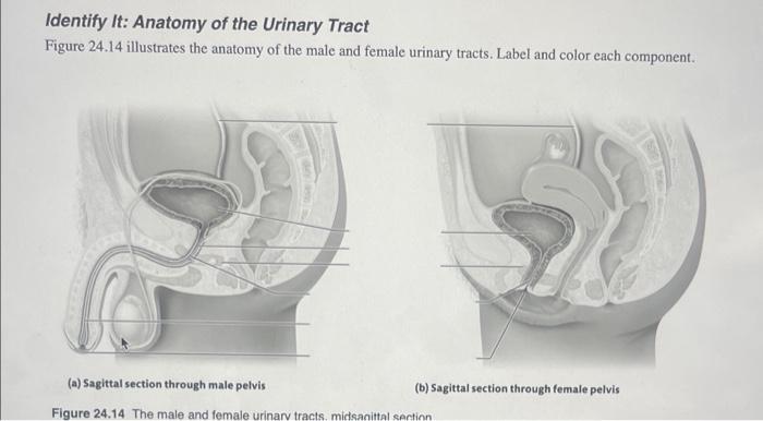 Solved Identify It: Anatomy of the Urinary Tract Figure | Chegg.com