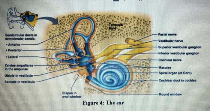 Solved label the outer, middle, and inner regions of the ear | Chegg.com