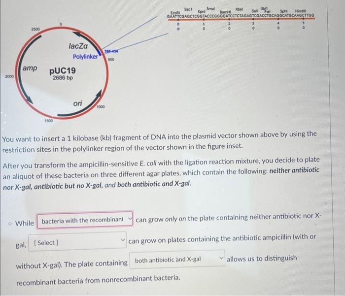 Solved You want to insert a 1 kilobase (kb) fragment of DNA | Chegg.com