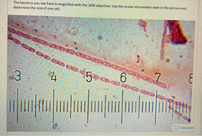 Solved The bacteria you see here is magnified with the 100X | Chegg.com