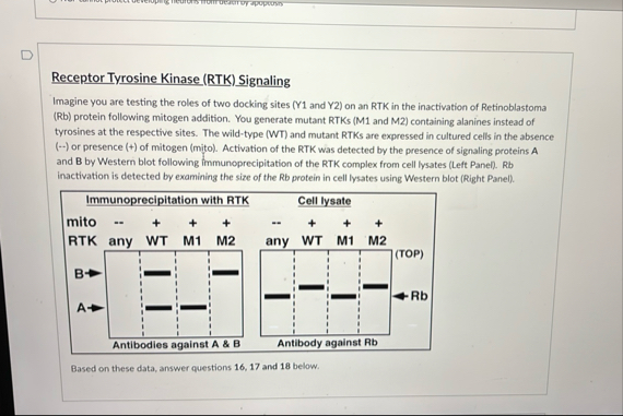 Solved Receptor Tyrosine Kinase (RTK) ﻿SignalingImagine you | Chegg.com
