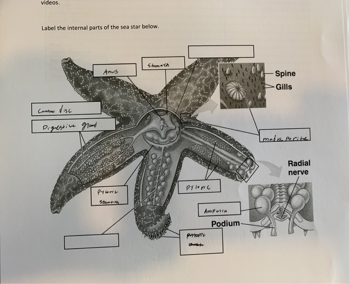 Solved videos Label the internal parts of the sea star | Chegg.com