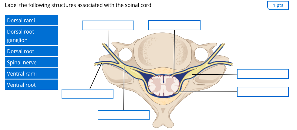 Solved Label the following structures associated with the | Chegg.com
