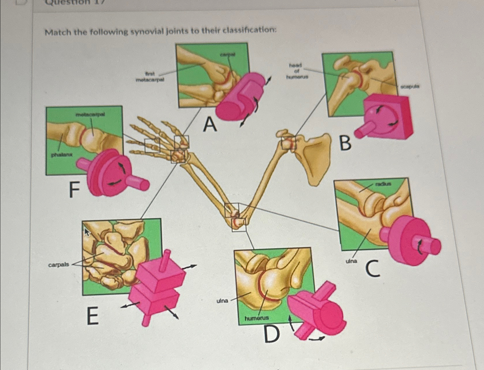 Solved Match the following synovial joints to their | Chegg.com