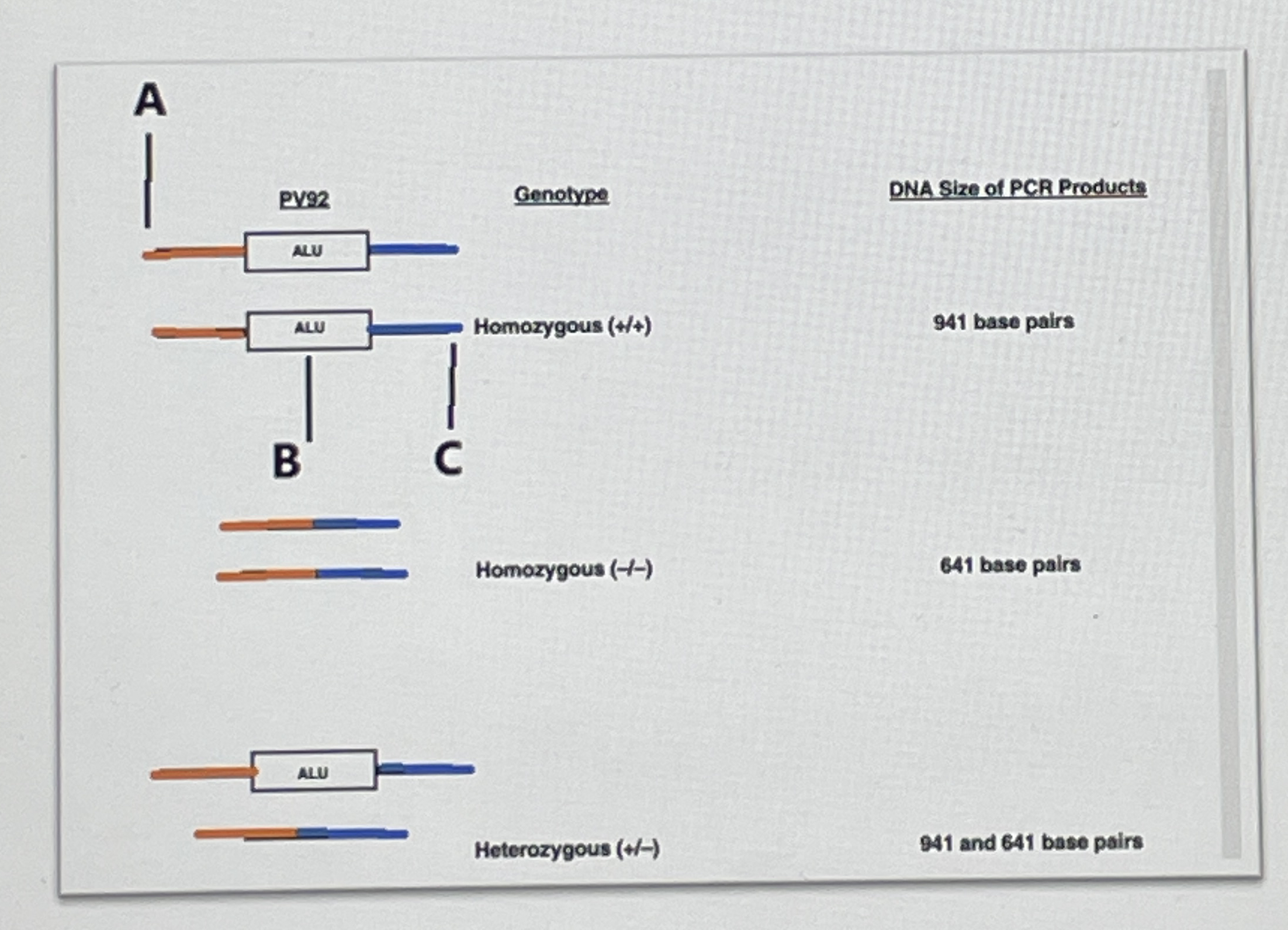 Solved Shown in the figure are the Alu transposon insertions | Chegg.com