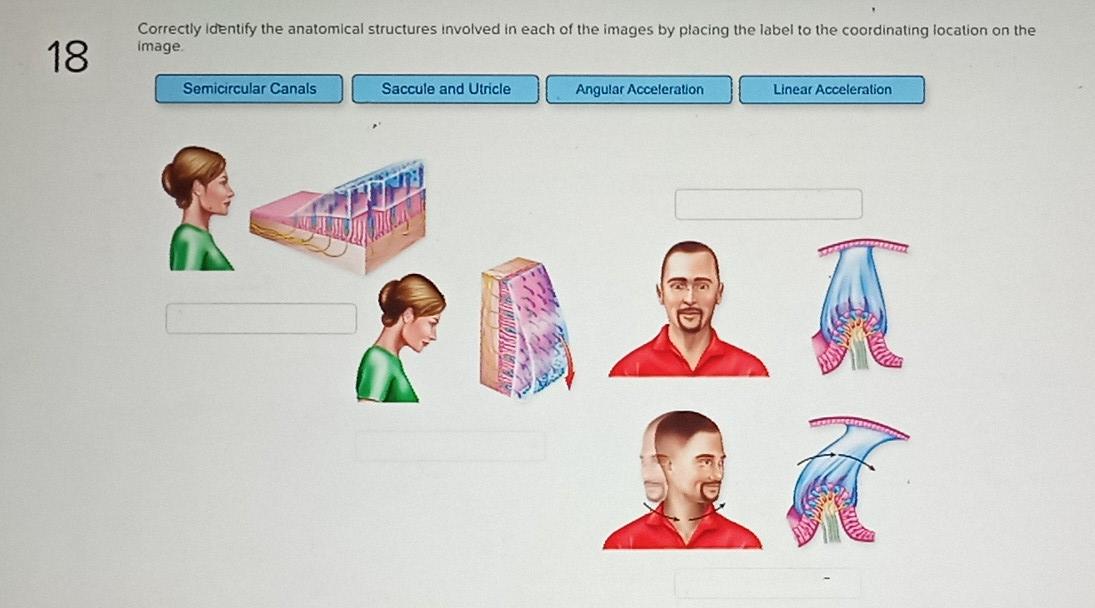 Solved Correctly identify the anatomical structures involved | Chegg.com