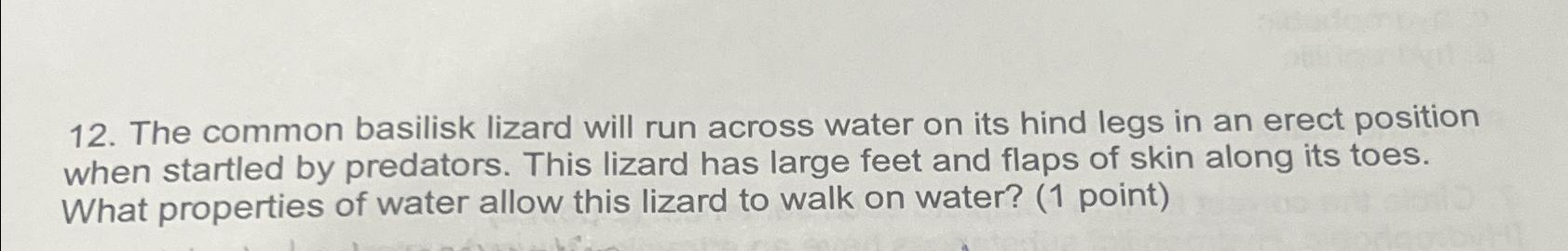 Solved The common basilisk lizard will run across water on | Chegg.com