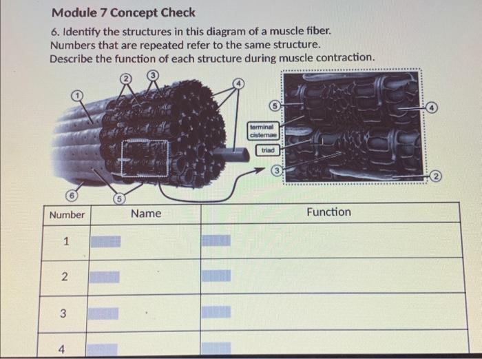 Solved Module 7 Concept Check 6. Identify the structures in | Chegg.com