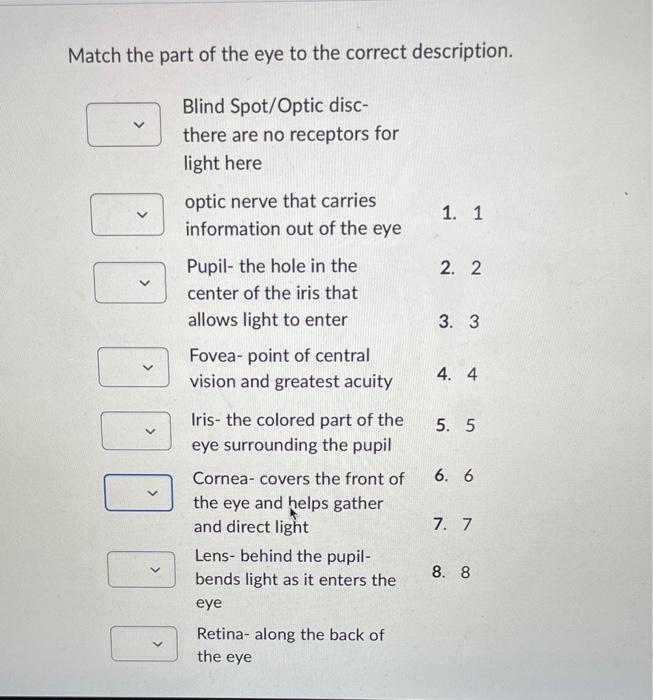 Solved Structure of the Eye Match the part of the eye to the | Chegg.com