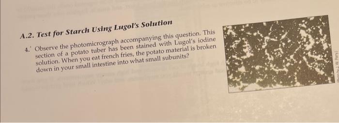 Solved A.2. Test for Starch Using Lugol's Solution 4. | Chegg.com