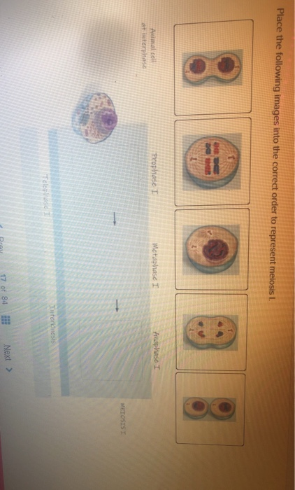 Solved Place the following images into the correct order to | Chegg.com