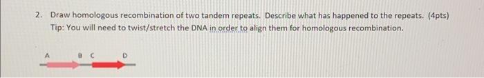 Solved Draw homologous recombination of two tandem repeats. | Chegg.com