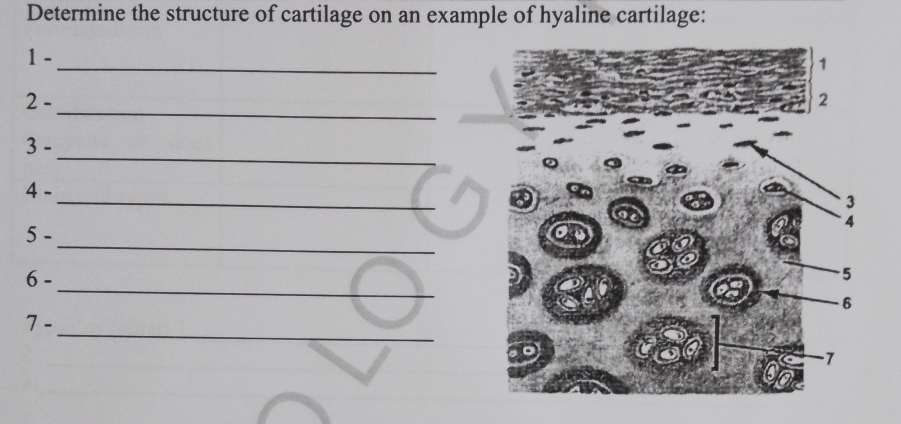 Solved Determine the structure of cartilage on an example of | Chegg.com