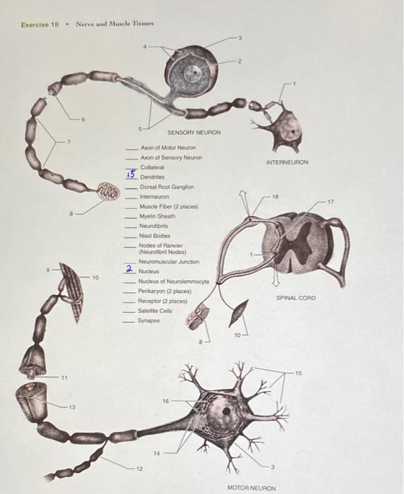 Solved Exercise 19 Nerve and Muscle Times INTERNEURON | Chegg.com
