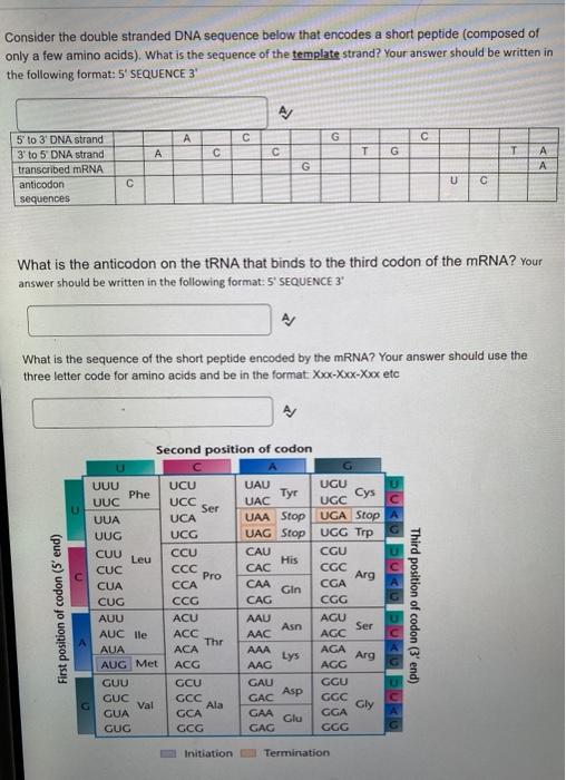 Solved Consider the double stranded DNA sequence below that | Chegg.com