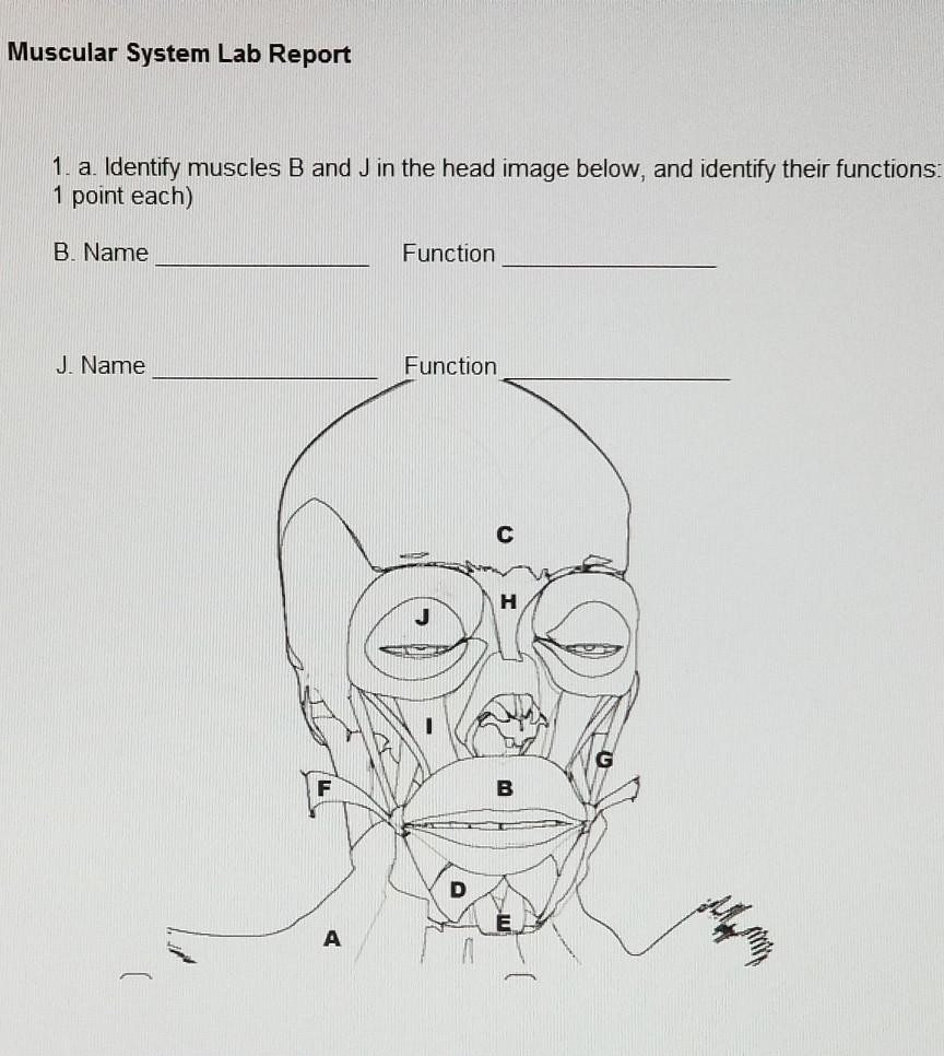 Solved Muscular System Lab Report 1. a. Identify muscles B | Chegg.com