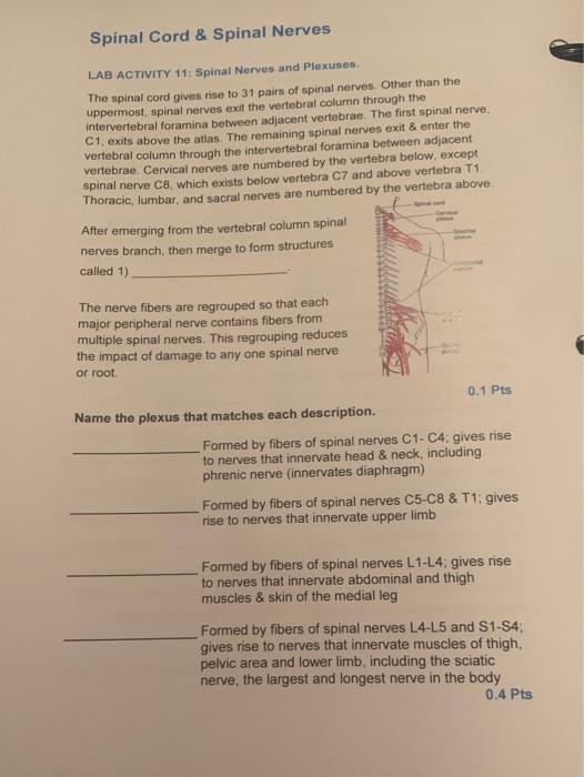 Solved Spinal Cord & Spinal Nerves LAB ACTIVITY 11: Spinal | Chegg.com