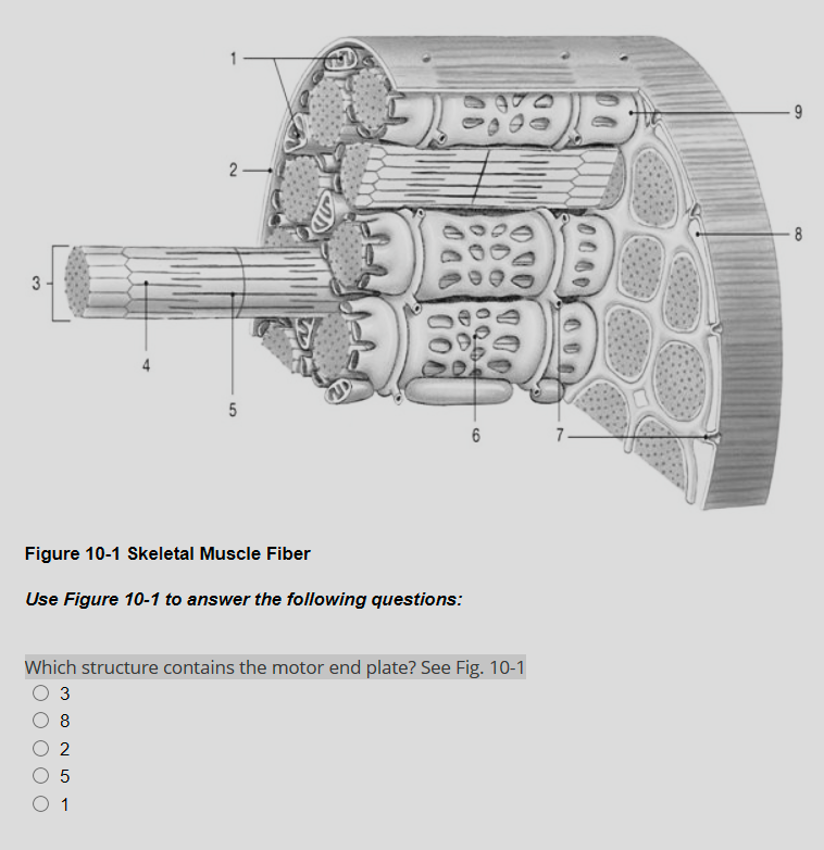 Solved Figure 10-1 ﻿Skeletal Muscle FiberUse Figure 10-1 ﻿to | Chegg.com